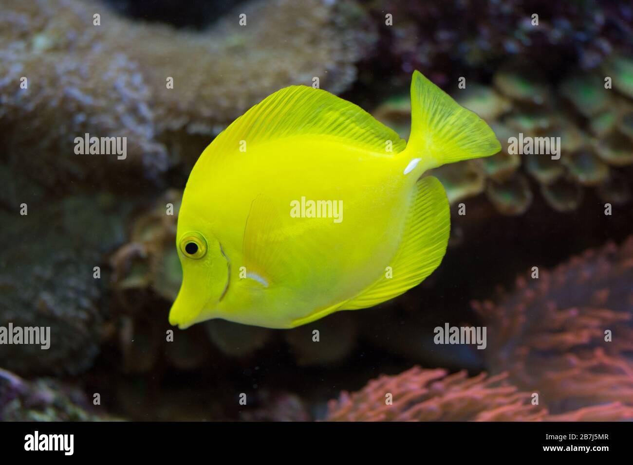 The yellow tang (Zebrasoma flavescens), salt water yellow aquarium fish ...