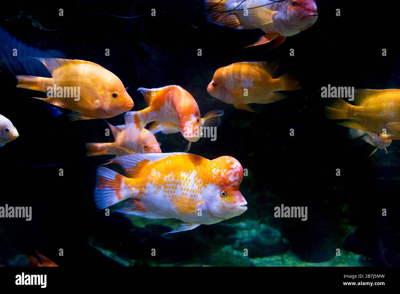 Midas cichlid in aquarium, Amphilophus citrinellus from America Stock Photo - Alamy