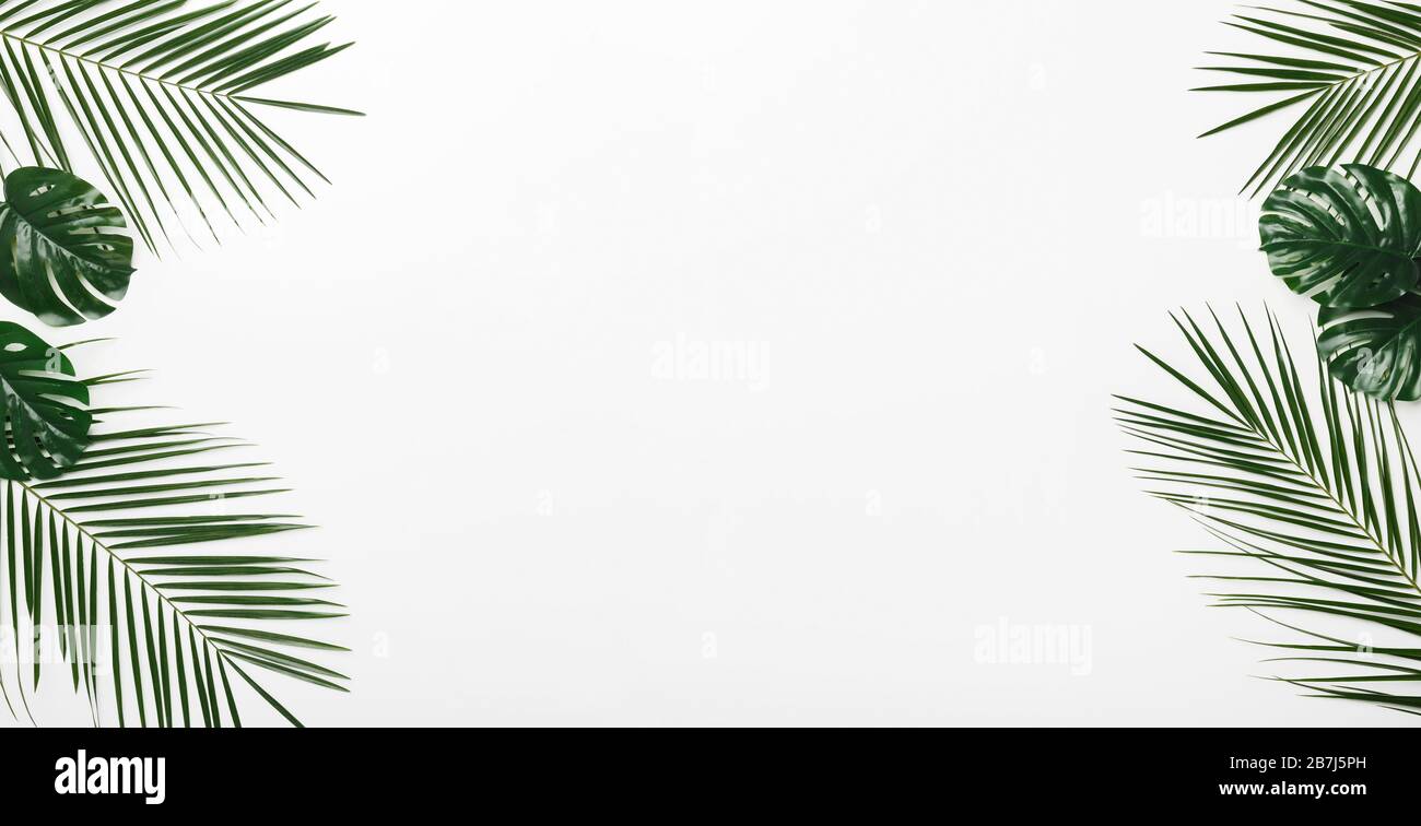 Frame of Tropical green leaves on white background Stock Photo - Alamy