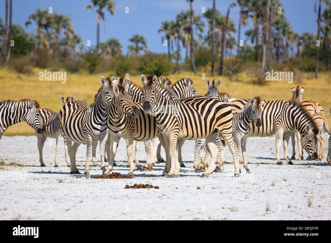Zebra migration in makgadikgadi pans hi-res stock photography and ...