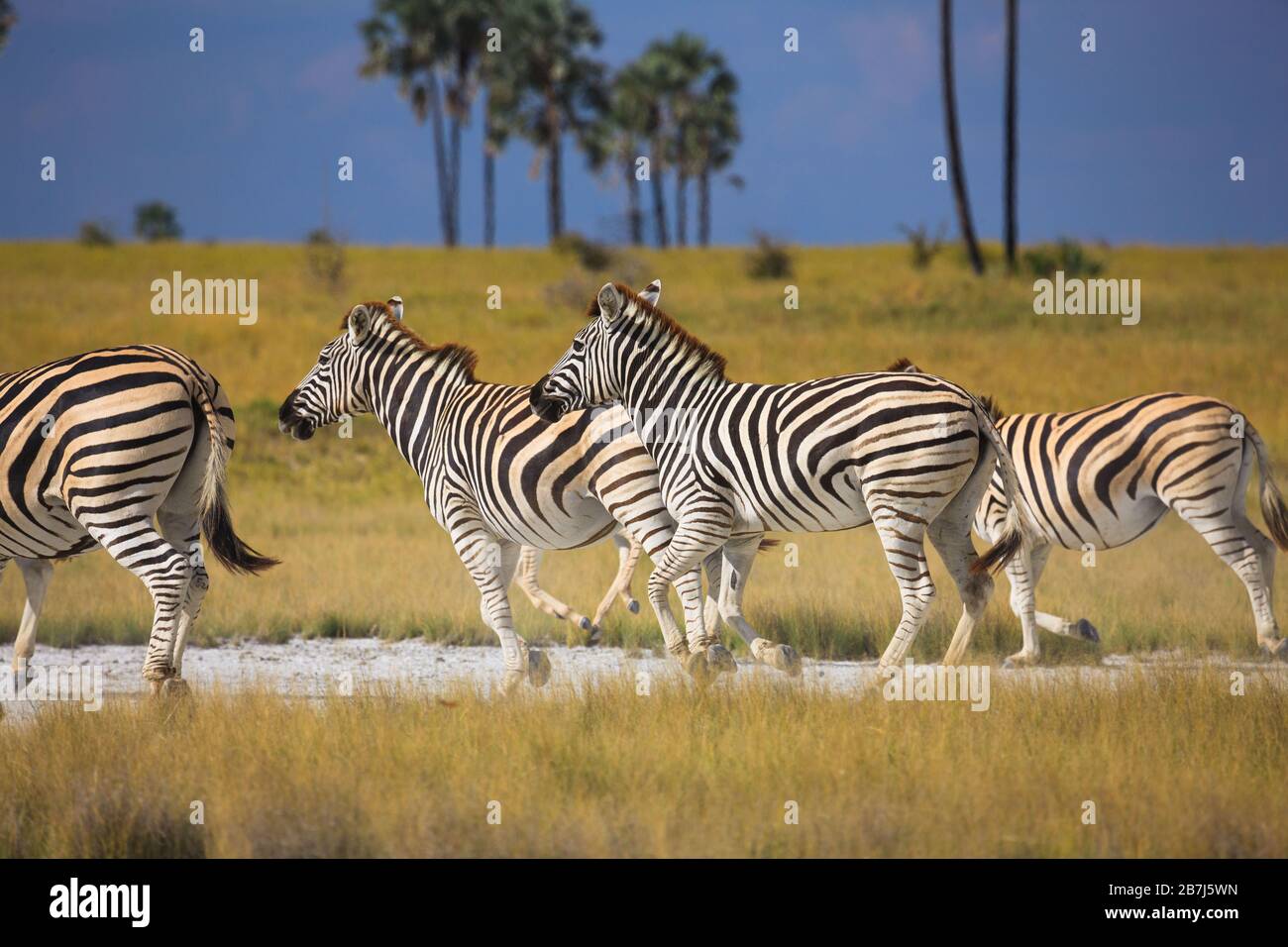Zebra migration in makgadikgadi pans hi-res stock photography and ...