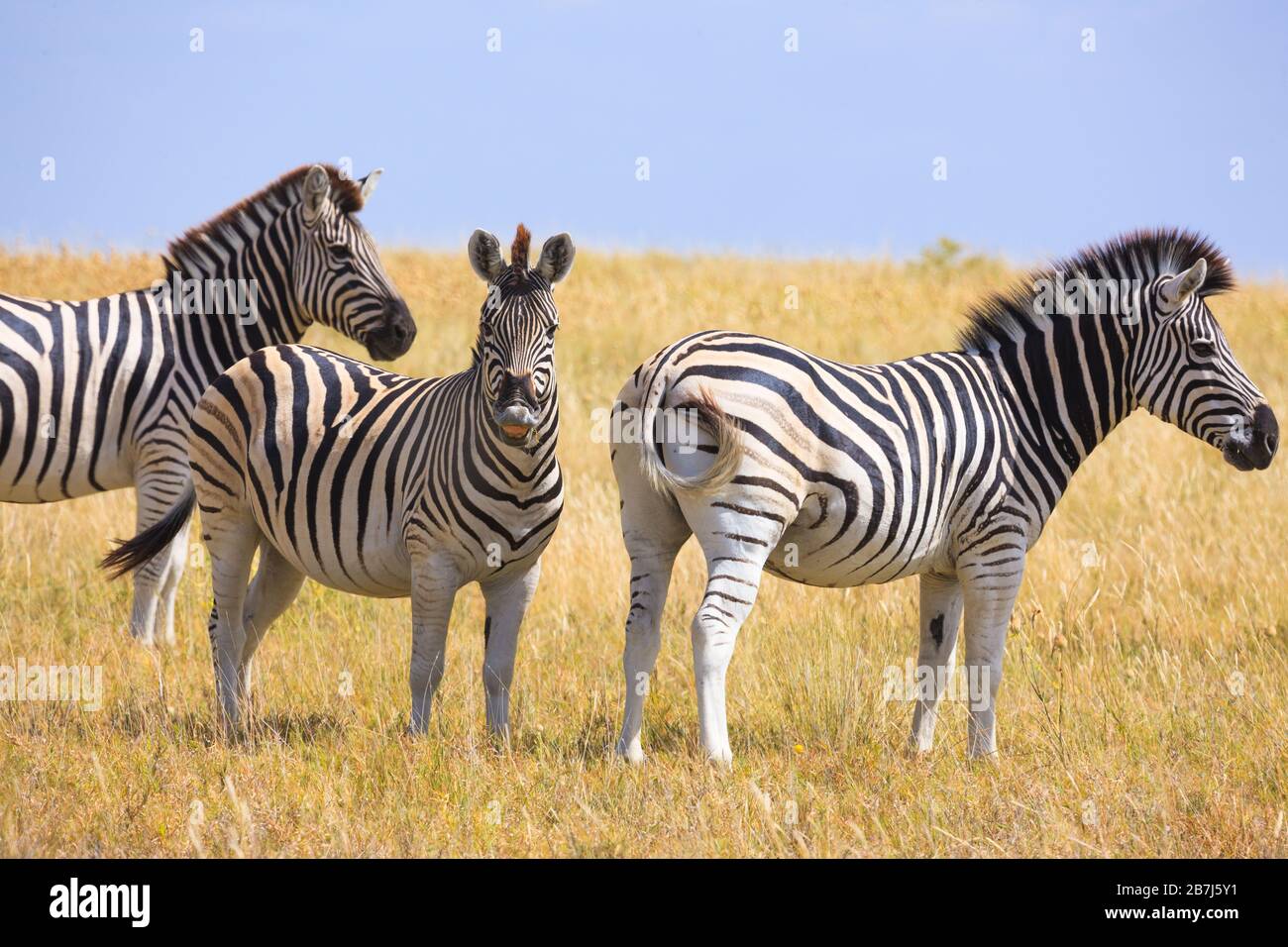 Zebra migration, makgadikgadi hi-res stock photography and images - Alamy