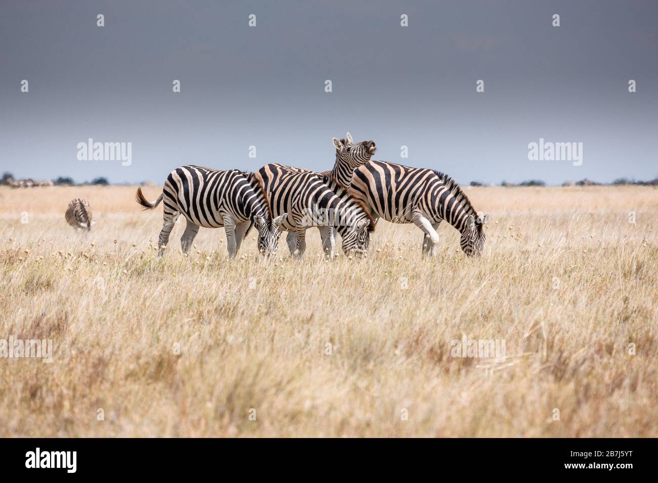 Zebra migration, makgadikgadi hi-res stock photography and images - Alamy