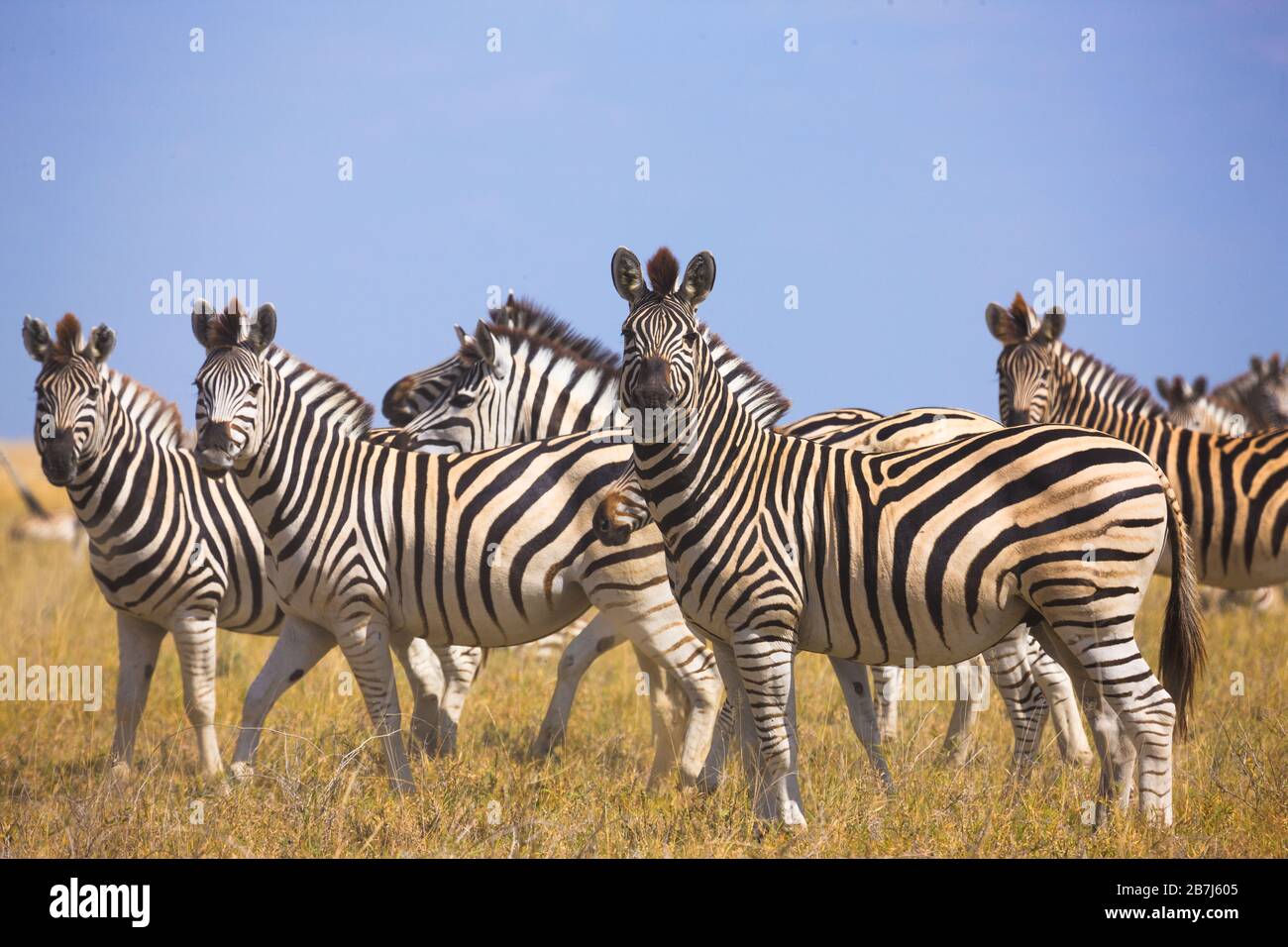 Zebra migration, makgadikgadi hi-res stock photography and images - Alamy