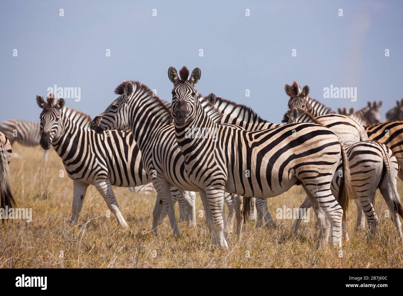 Zebra migration, makgadikgadi hi-res stock photography and images - Alamy