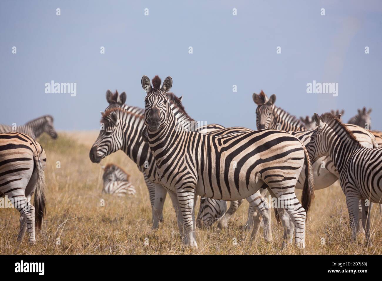 Zebra migration, makgadikgadi hi-res stock photography and images - Alamy