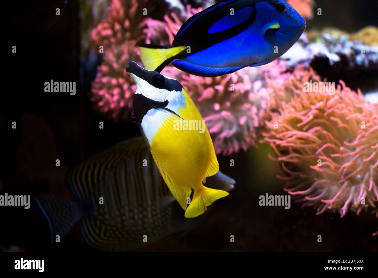 The foxface rabbitfish (Siganus vulpinus). Tropical marine aquarium ...