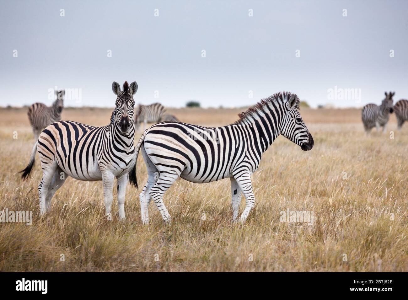 Zebra migration, makgadikgadi hi-res stock photography and images - Alamy