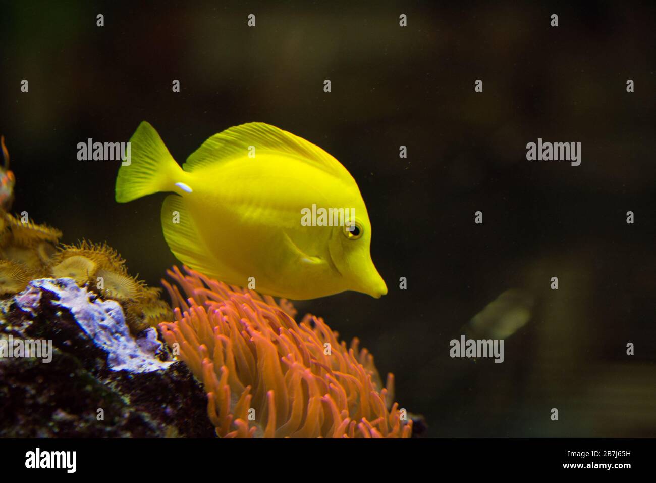 The yellow tang (Zebrasoma flavescens), salt water yellow aquarium fish ...