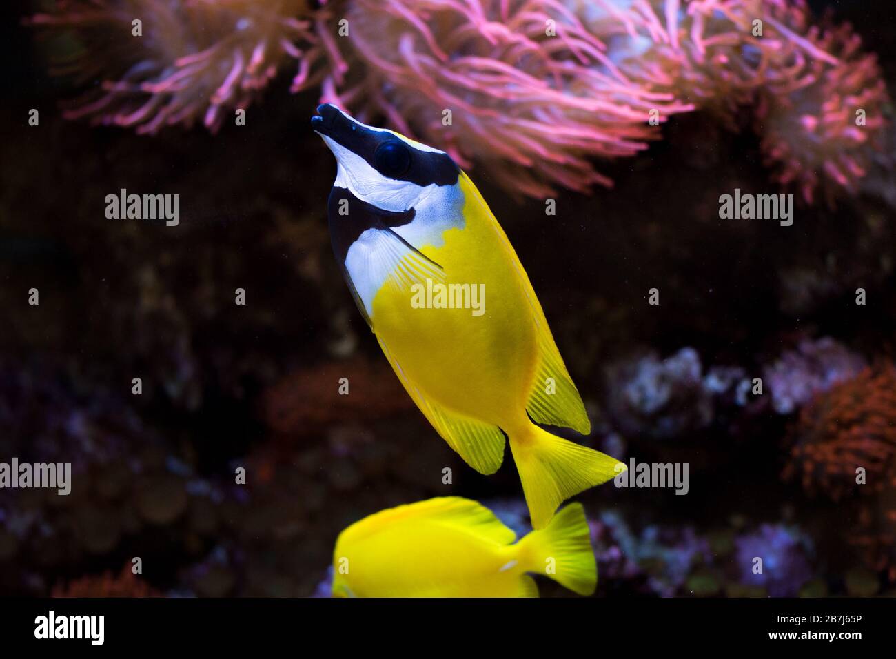 The foxface rabbitfish (Siganus vulpinus). Tropical marine aquarium ...