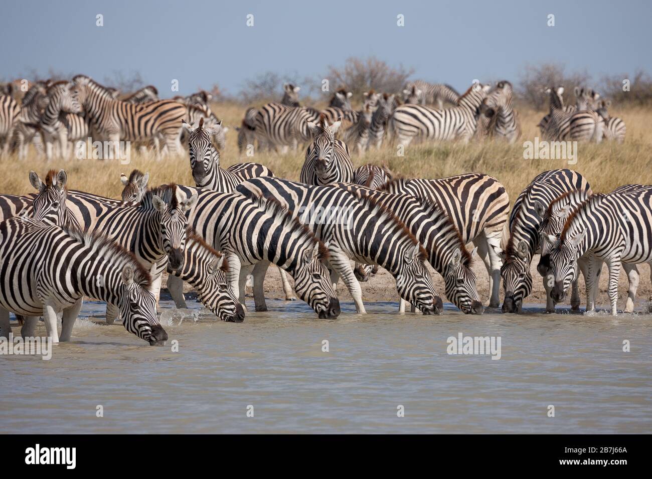 Zebra migration, makgadikgadi hi-res stock photography and images - Alamy