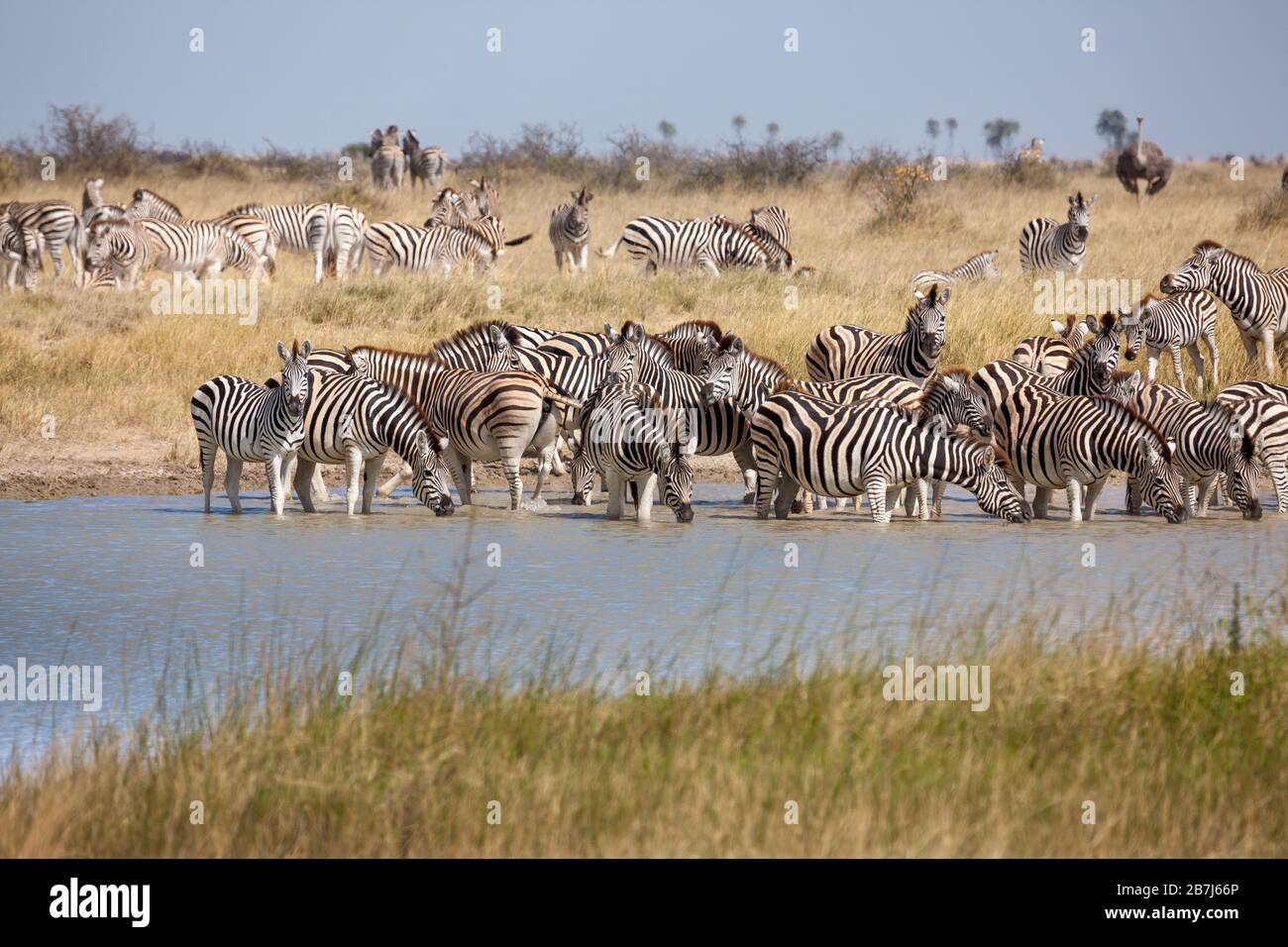 Zebra migration, makgadikgadi hi-res stock photography and images - Alamy