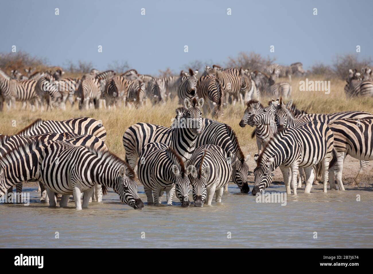 Zebra migration, makgadikgadi hi-res stock photography and images - Alamy
