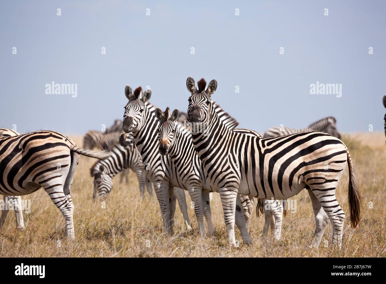 Zebra migration, makgadikgadi hi-res stock photography and images - Alamy