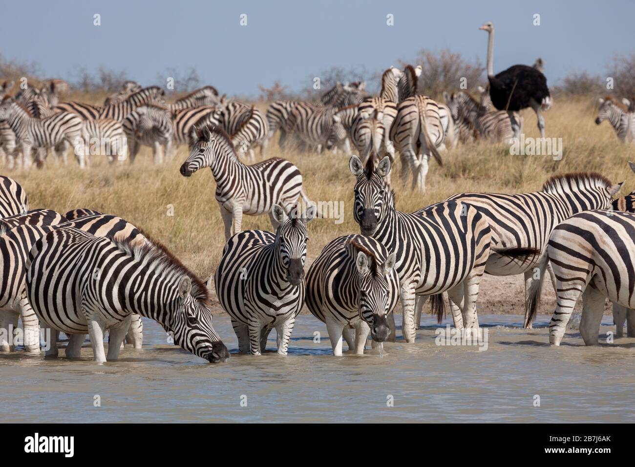 Zebra migration, makgadikgadi hi-res stock photography and images - Alamy