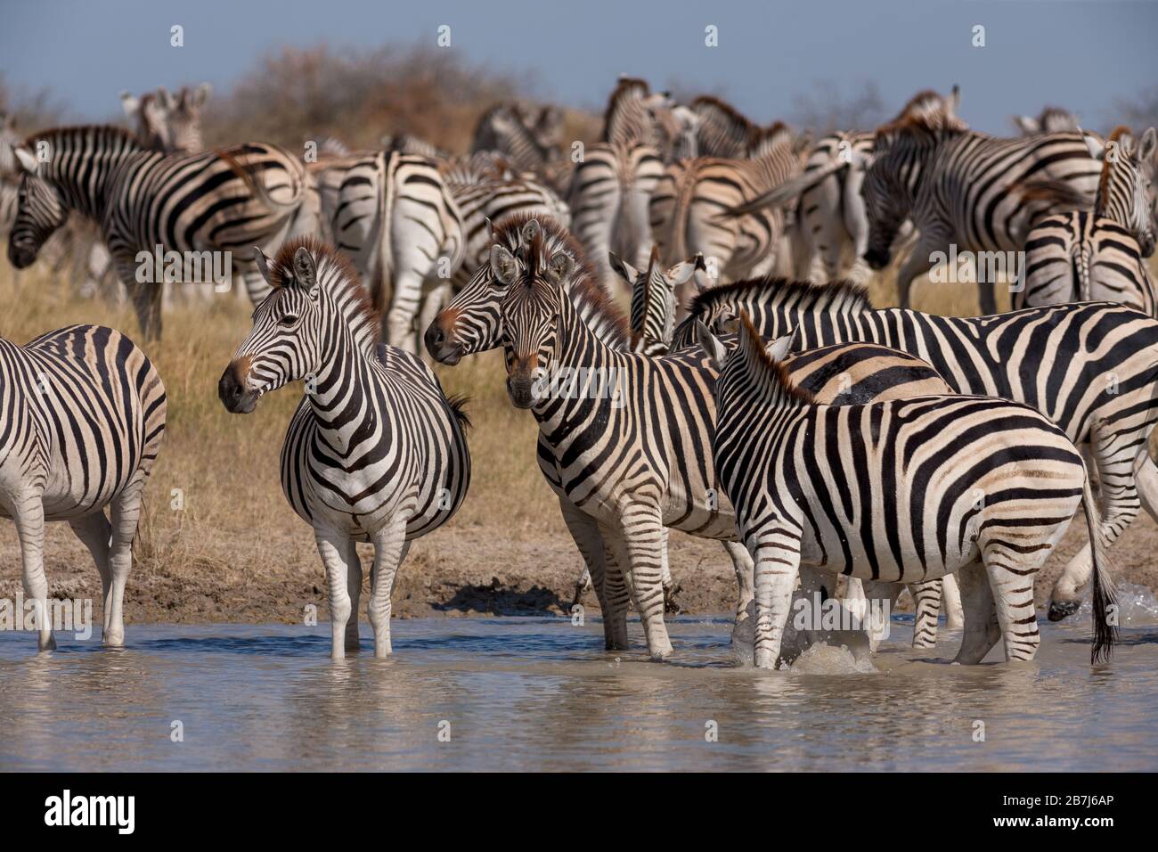 Zebra migration, makgadikgadi hi-res stock photography and images - Alamy