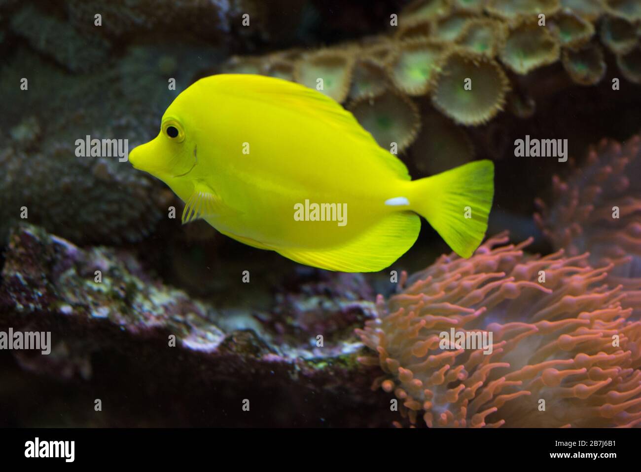 The yellow tang (Zebrasoma flavescens), salt water yellow aquarium fish ...