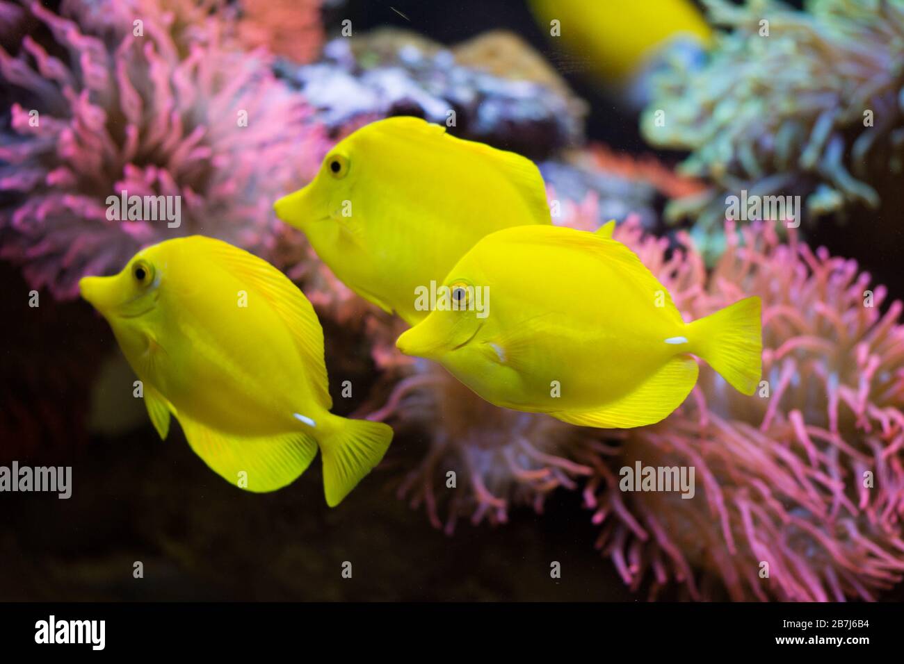 The yellow tang (Zebrasoma flavescens), salt water yellow aquarium fish ...