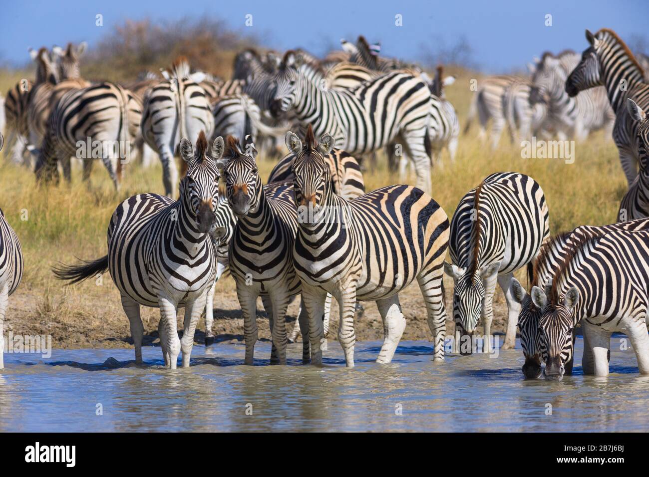 Zebra migration, makgadikgadi hi-res stock photography and images - Alamy