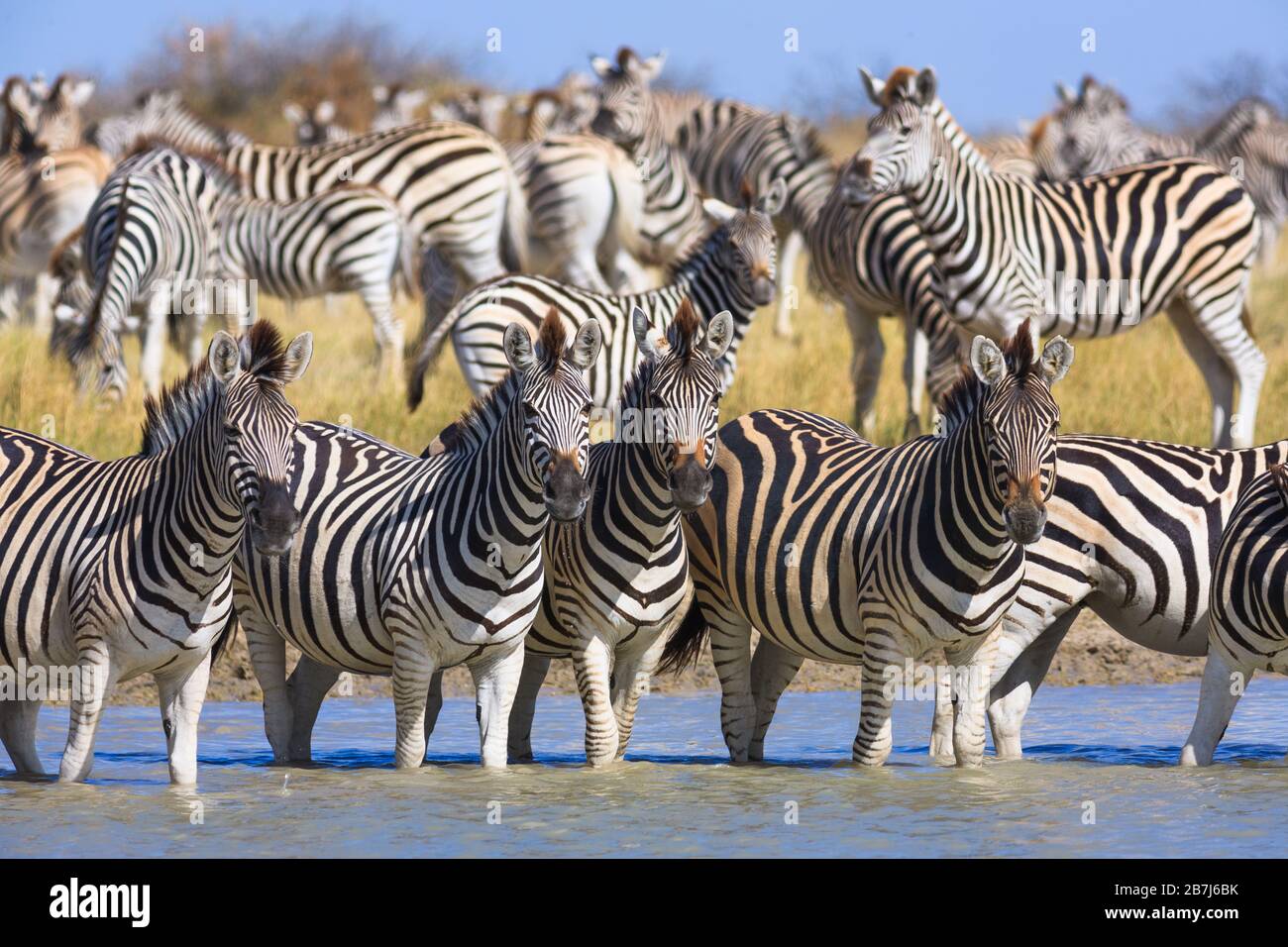 Zebra migration, makgadikgadi hi-res stock photography and images - Alamy