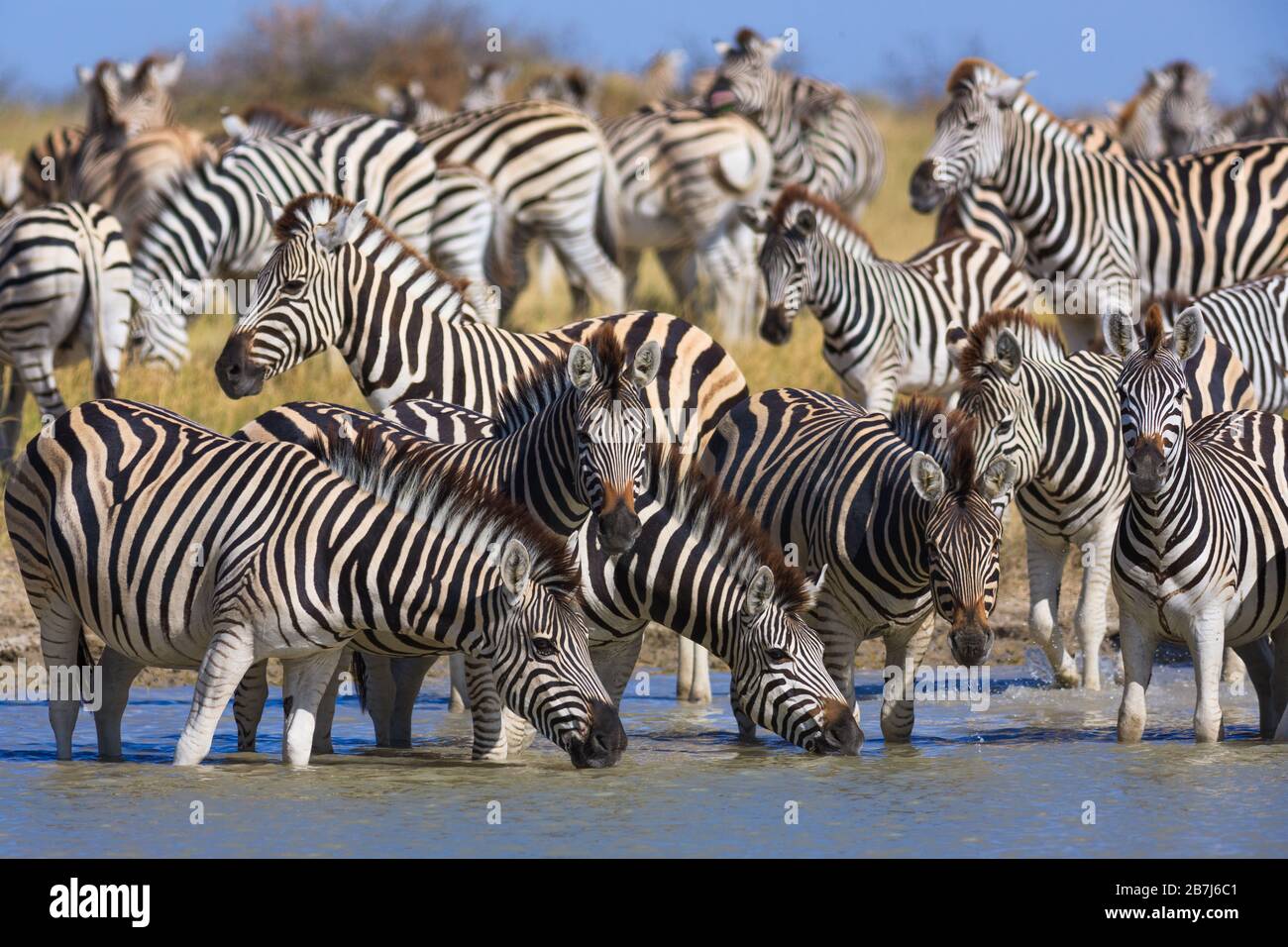 Zebra migration, makgadikgadi hi-res stock photography and images - Alamy