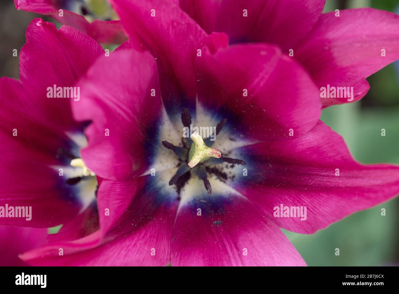Tuli flower hi-res stock photography and images - Alamy