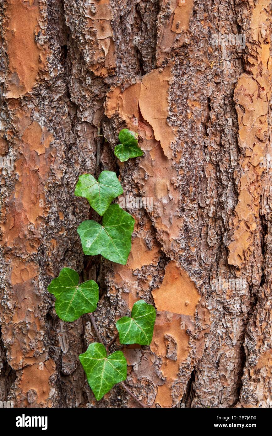 Ivy leaves climbing a tree with interesting bark texture Stock Photo ...