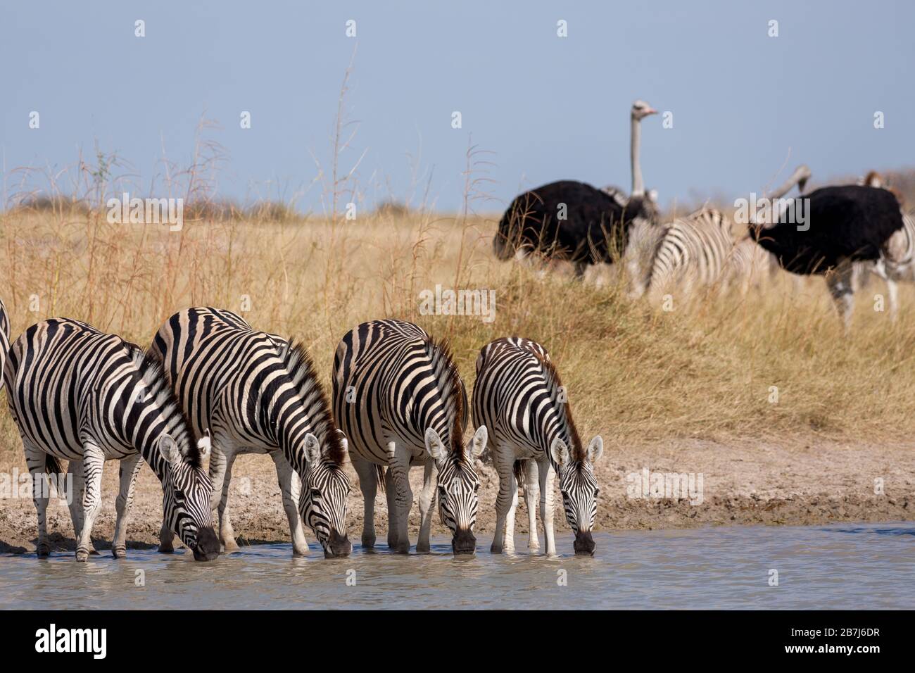 Zebra migration, makgadikgadi hi-res stock photography and images - Alamy