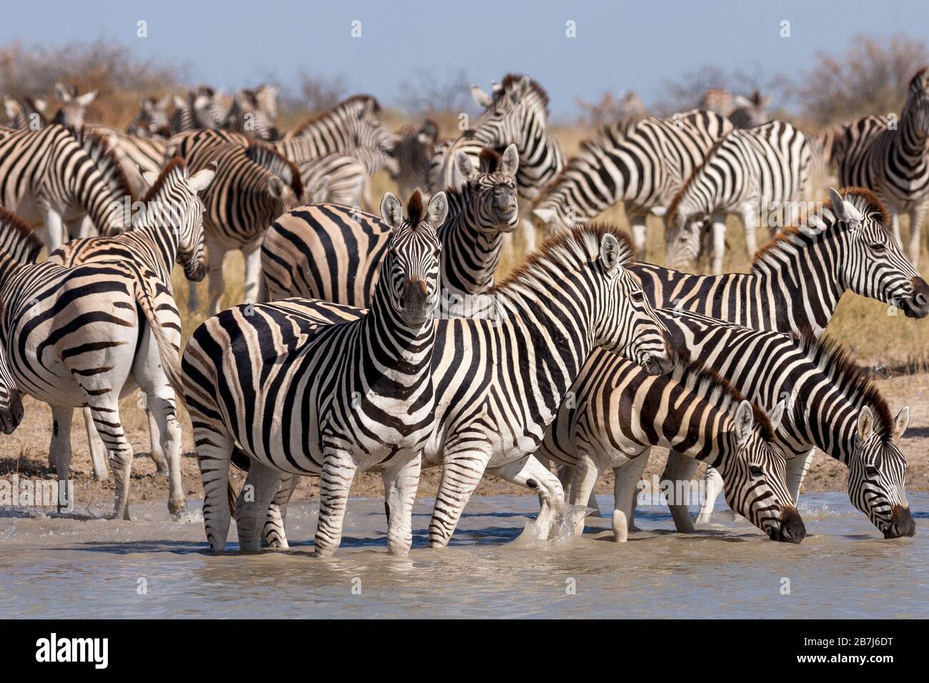 Zebra migration, makgadikgadi hi-res stock photography and images - Alamy
