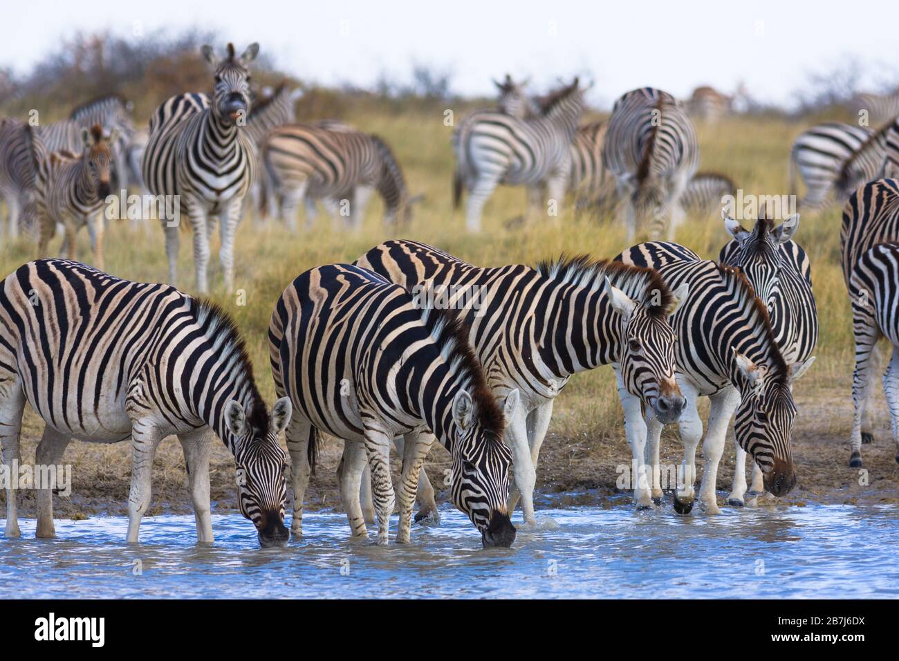 Zebra migration, makgadikgadi hi-res stock photography and images - Alamy
