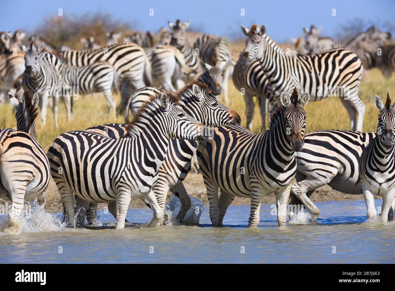 Zebra migration, makgadikgadi hi-res stock photography and images - Alamy