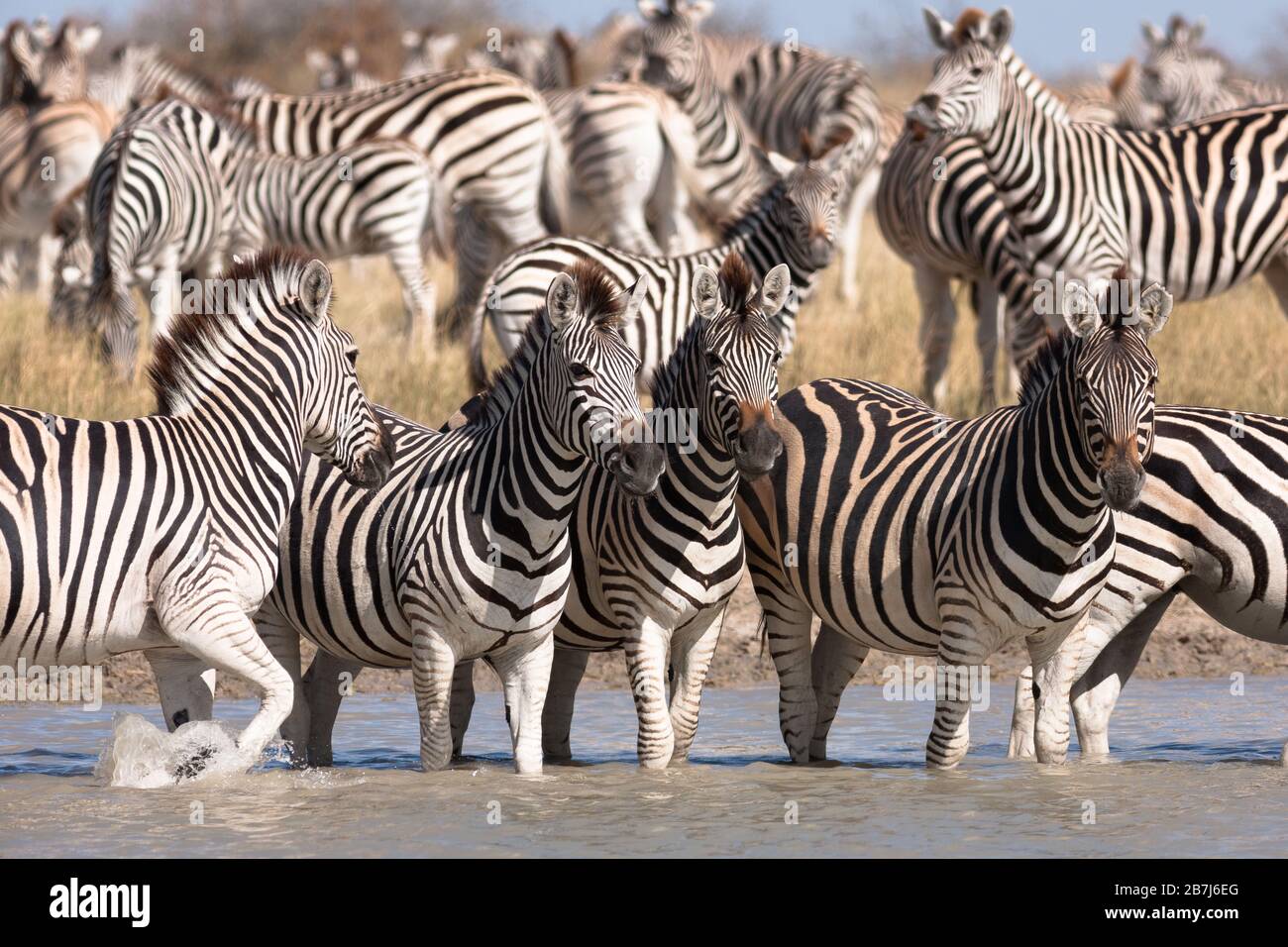 Zebra migration, makgadikgadi hi-res stock photography and images - Alamy
