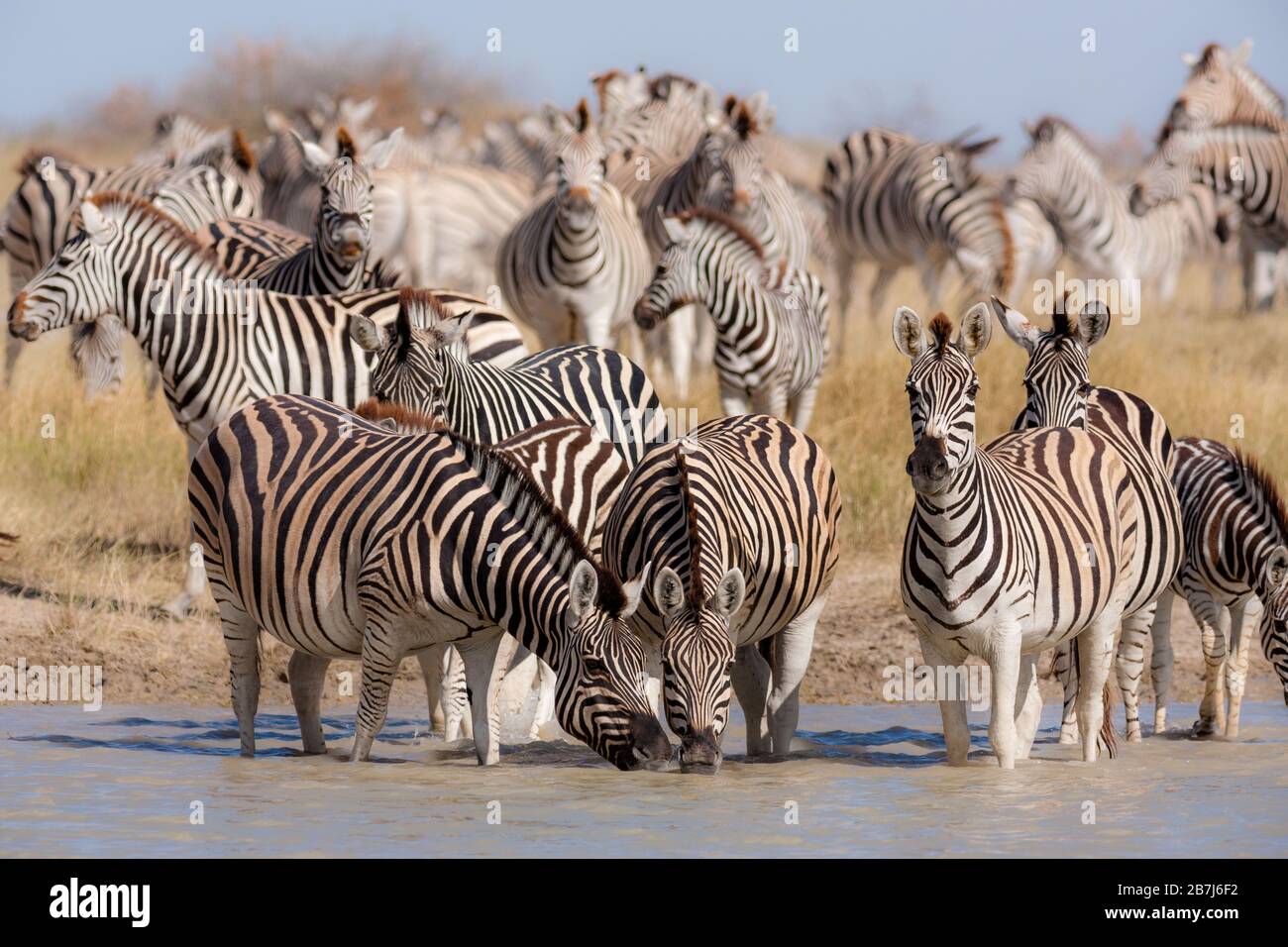 Zebras migration - Makgadikgadi Pans National Park - Botswana Stock ...