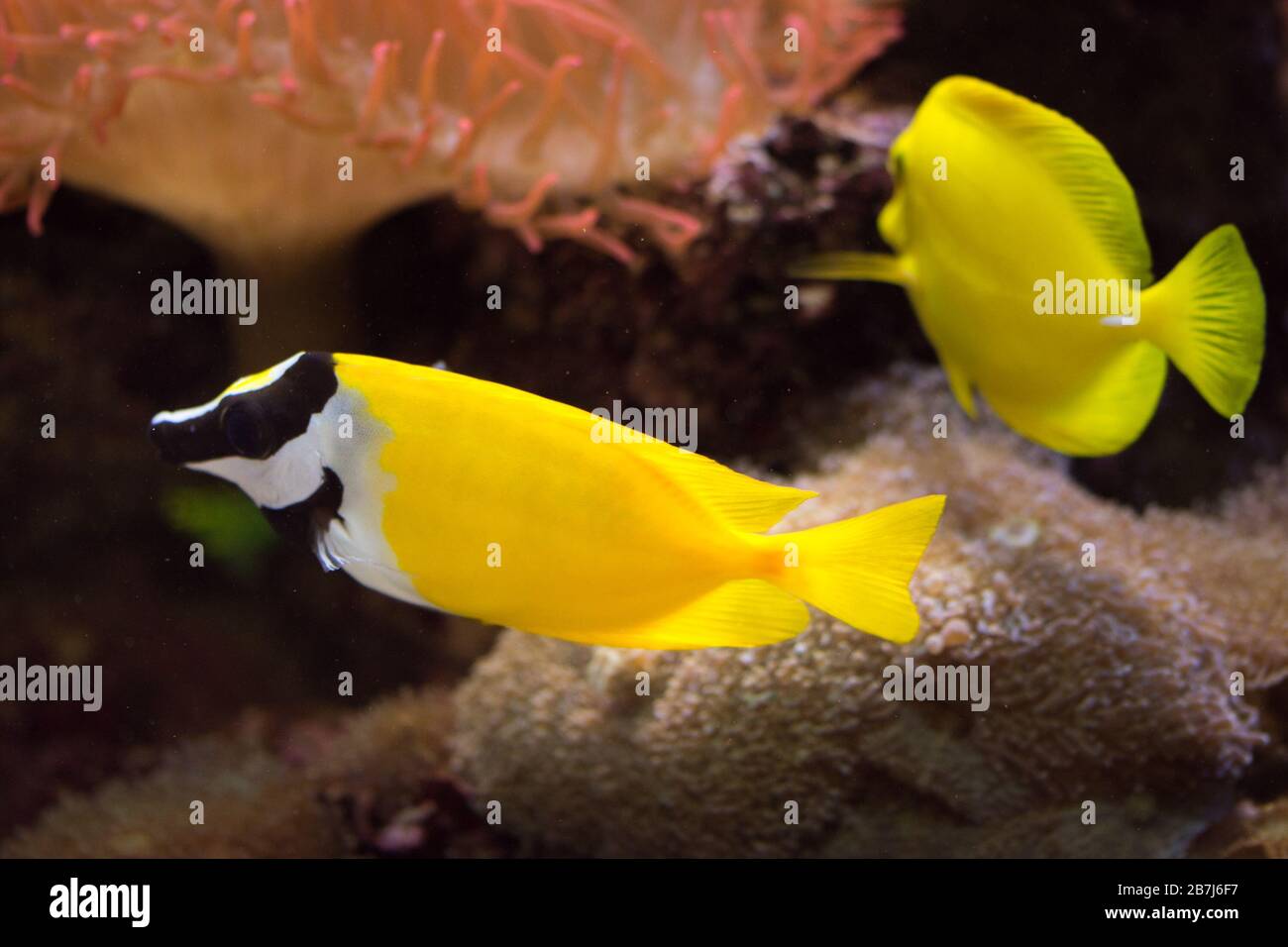 The foxface rabbitfish (Siganus vulpinus). Tropical marine aquarium ...