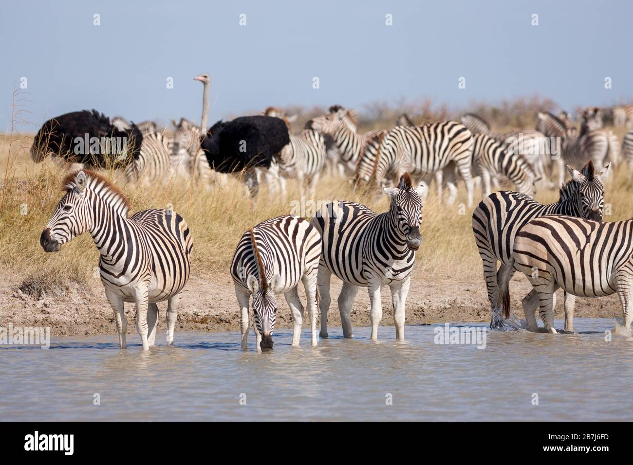 Zebra migration, makgadikgadi hi-res stock photography and images - Alamy