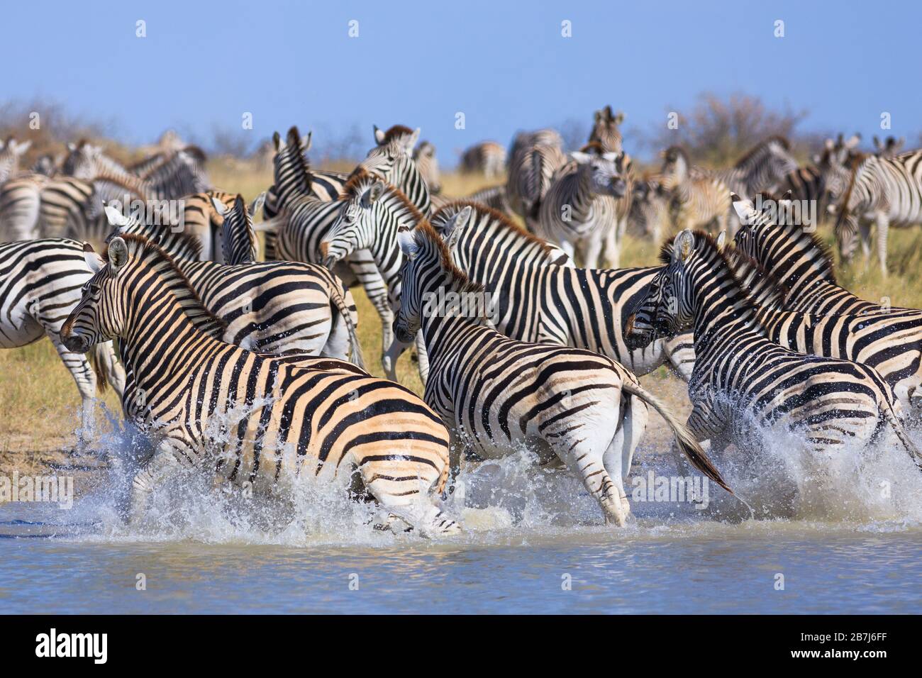 Zebra migration, makgadikgadi hi-res stock photography and images - Alamy