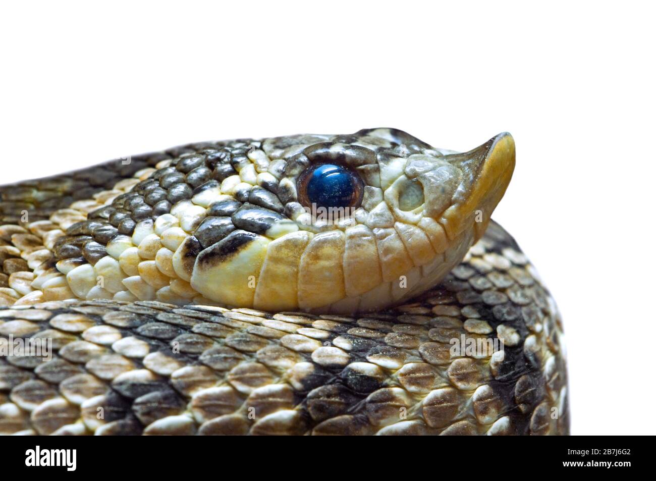 Western hognose snake (Heterodon nasicus) mildly venomous colubrid ...