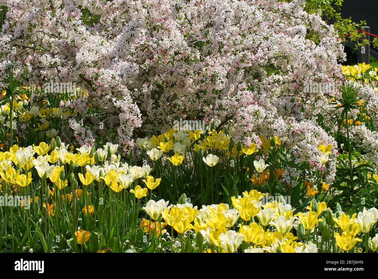 Garden fruit tree tulip hi-res stock photography and images - Alamy