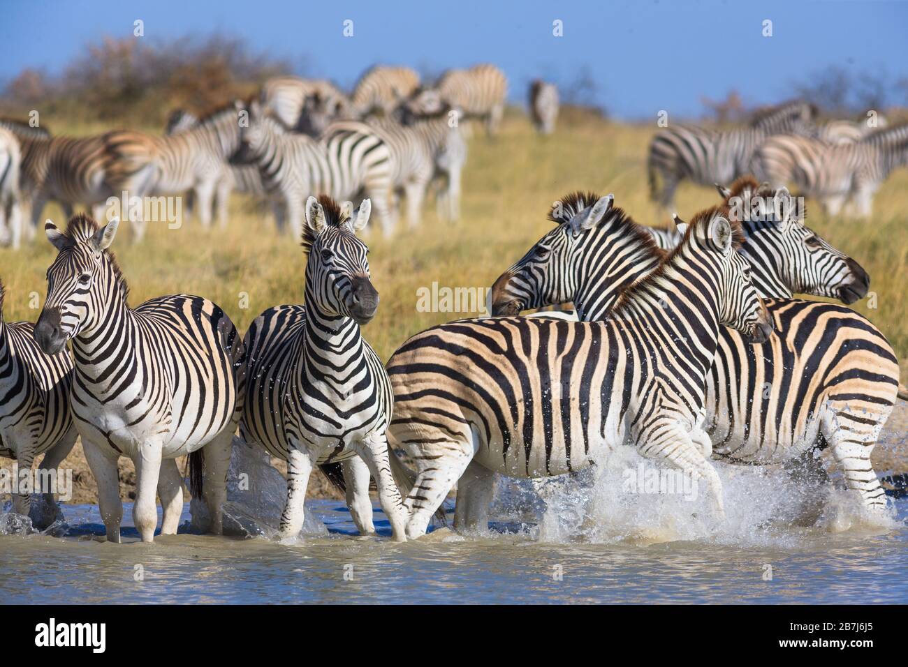 Zebra migration in makgadikgadi pans hi-res stock photography and ...