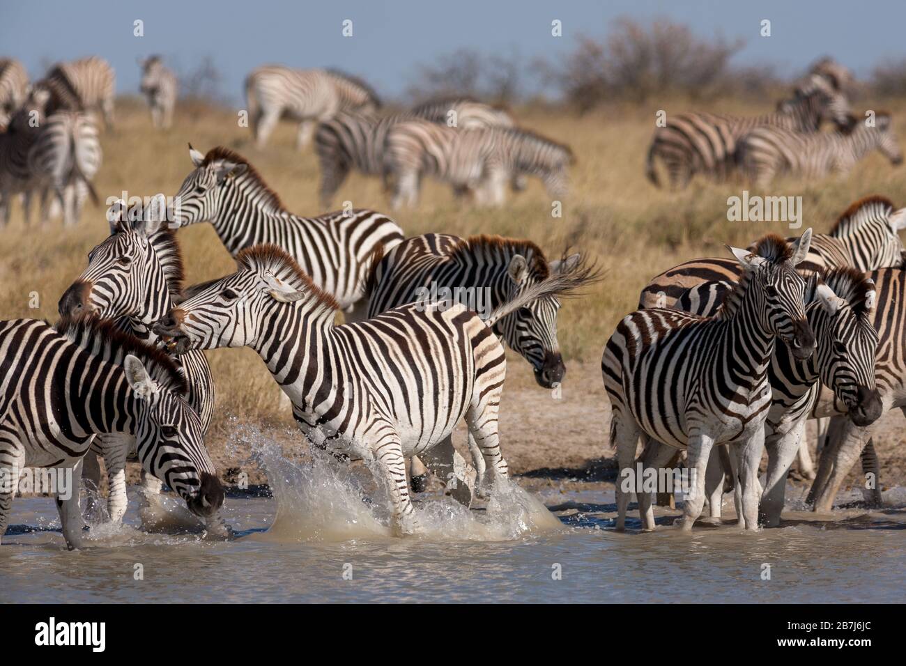 Zebra migration, makgadikgadi hi-res stock photography and images - Alamy