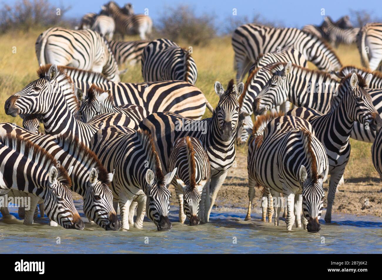 Zebra migration, makgadikgadi hi-res stock photography and images - Alamy