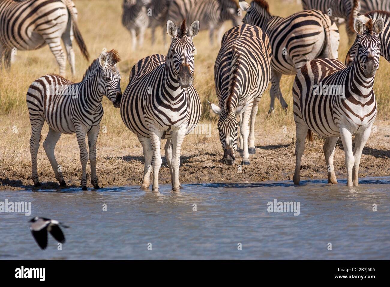 Zebra migration, makgadikgadi hi-res stock photography and images - Alamy