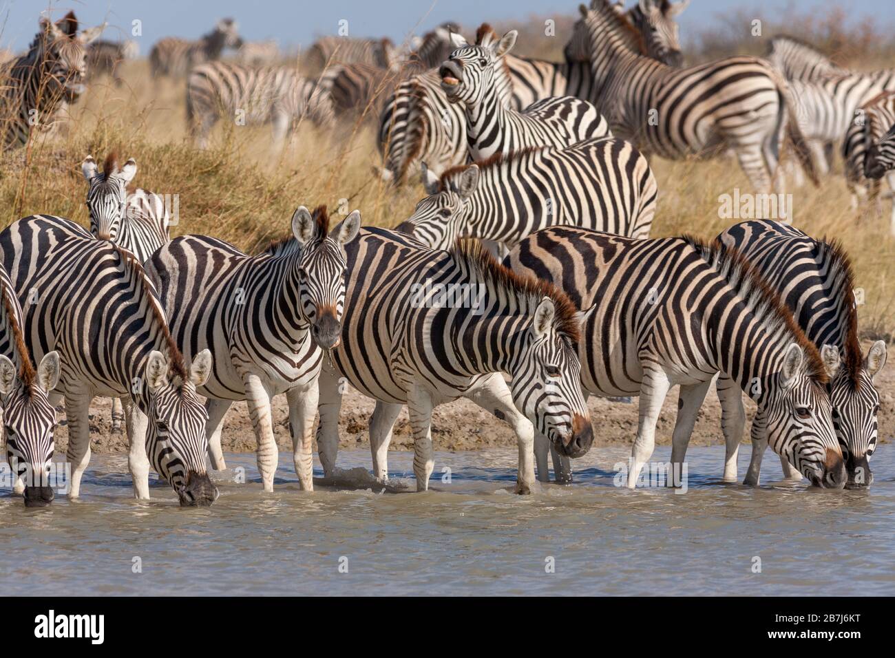 Zebra migration, makgadikgadi hi-res stock photography and images - Alamy