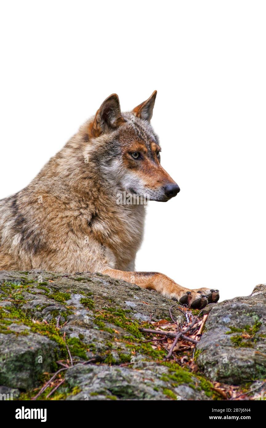 European gray wolf / wild grey wolf (Canis lupus) resting on rock ...