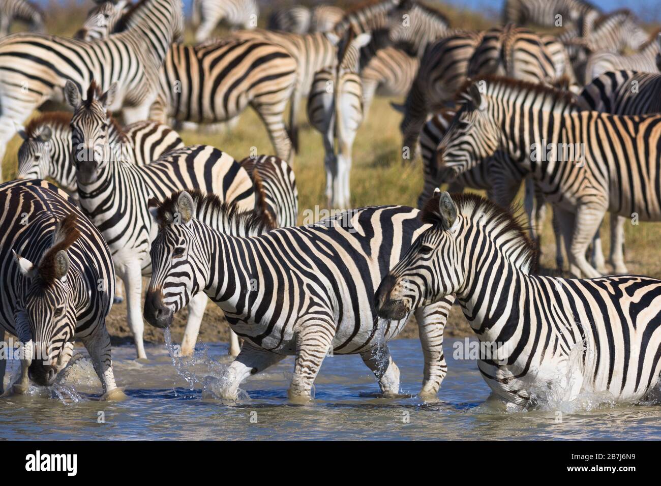Zebra migration, makgadikgadi hi-res stock photography and images - Alamy