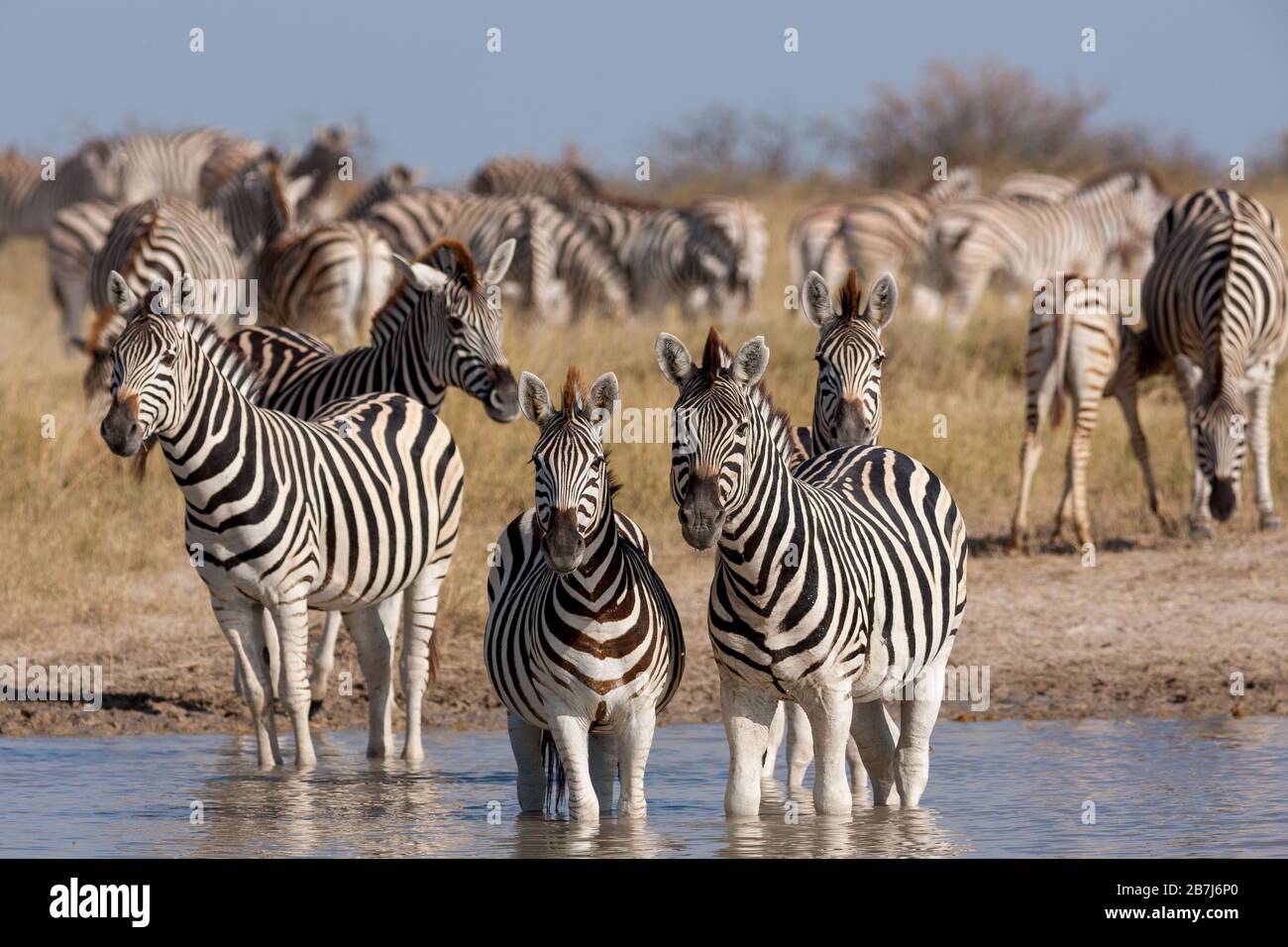 Zebra migration, makgadikgadi hi-res stock photography and images - Alamy
