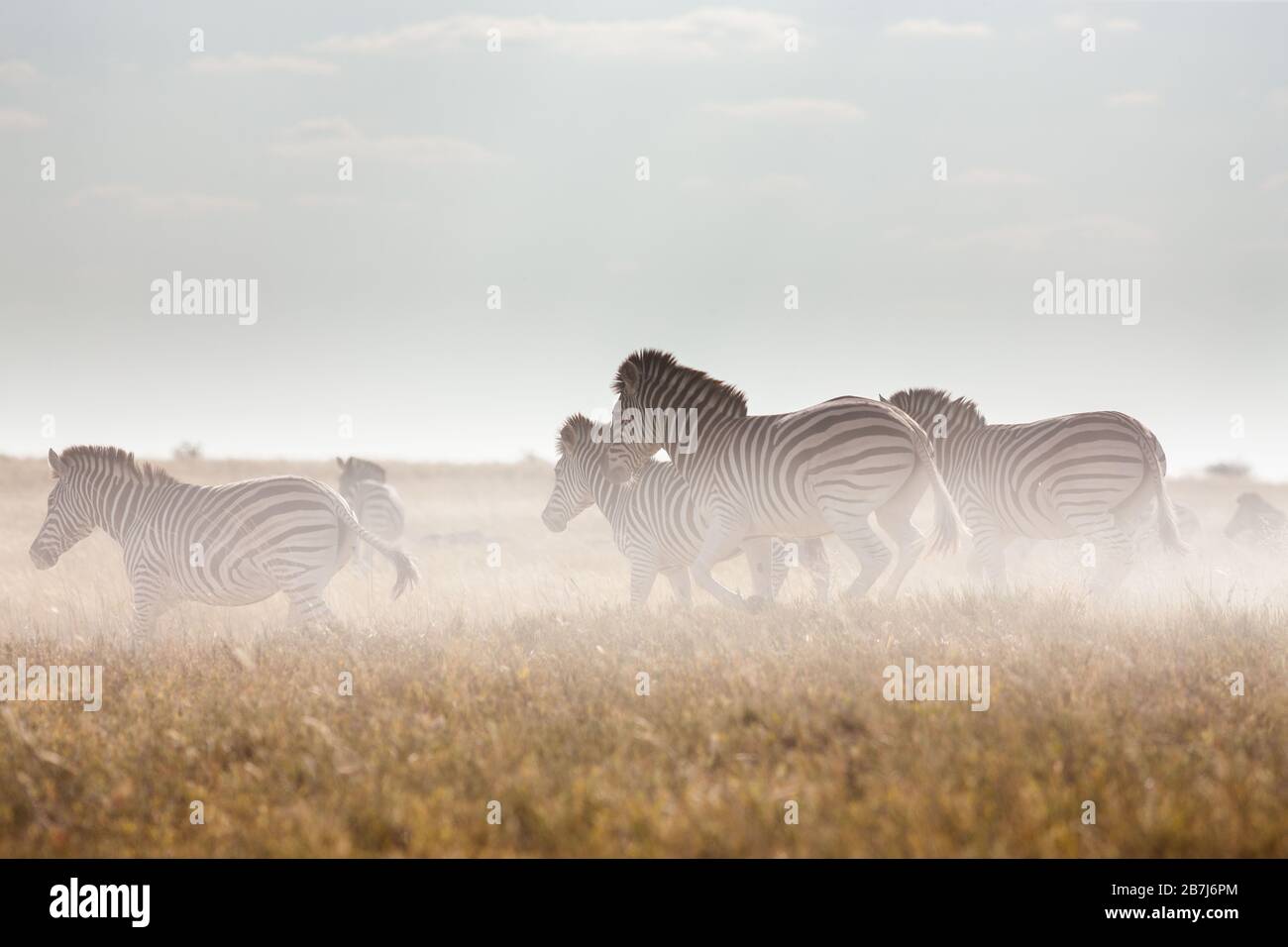 Zebra migration, makgadikgadi hi-res stock photography and images - Alamy