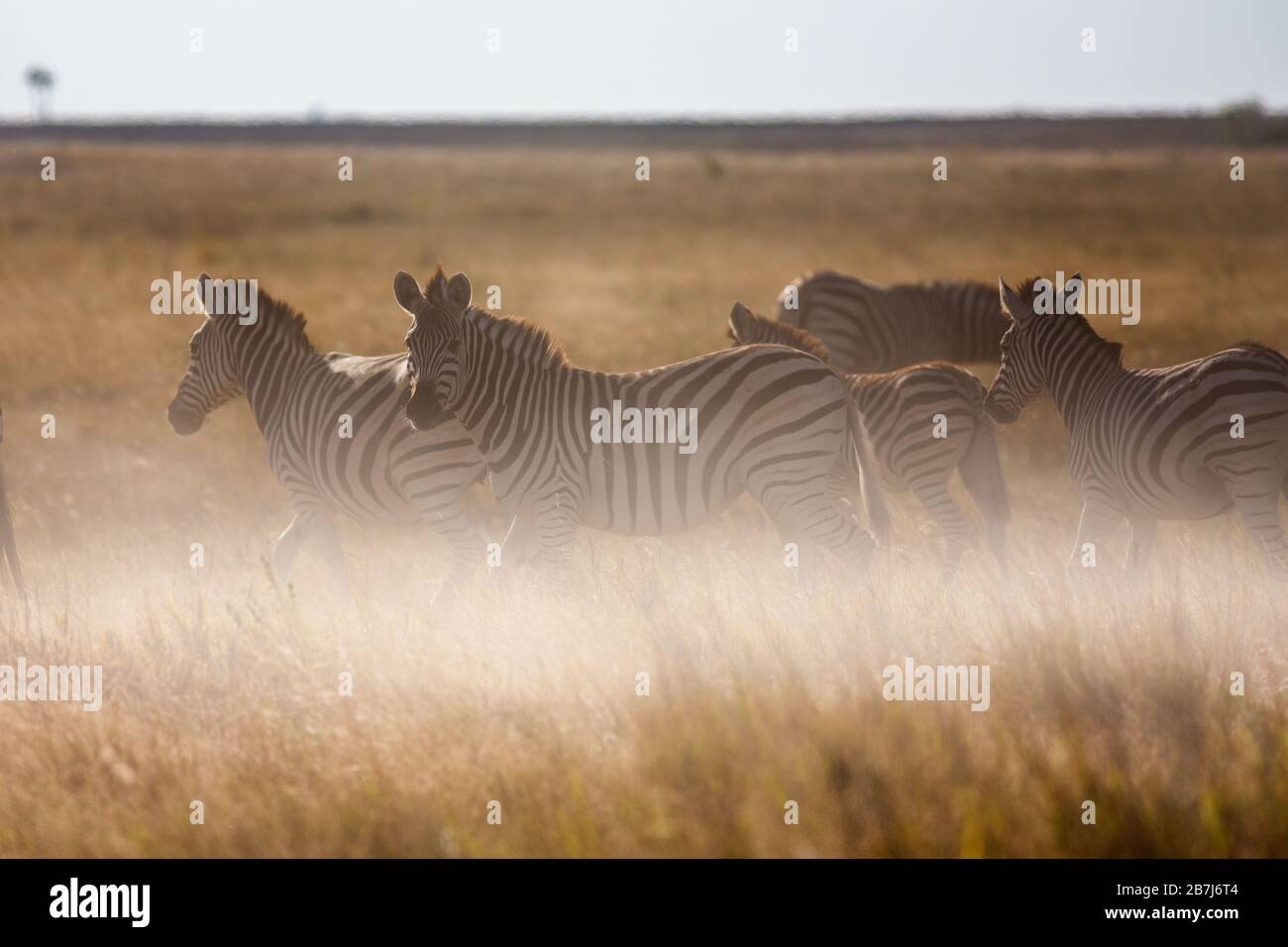 Zebra migration, makgadikgadi hi-res stock photography and images - Alamy