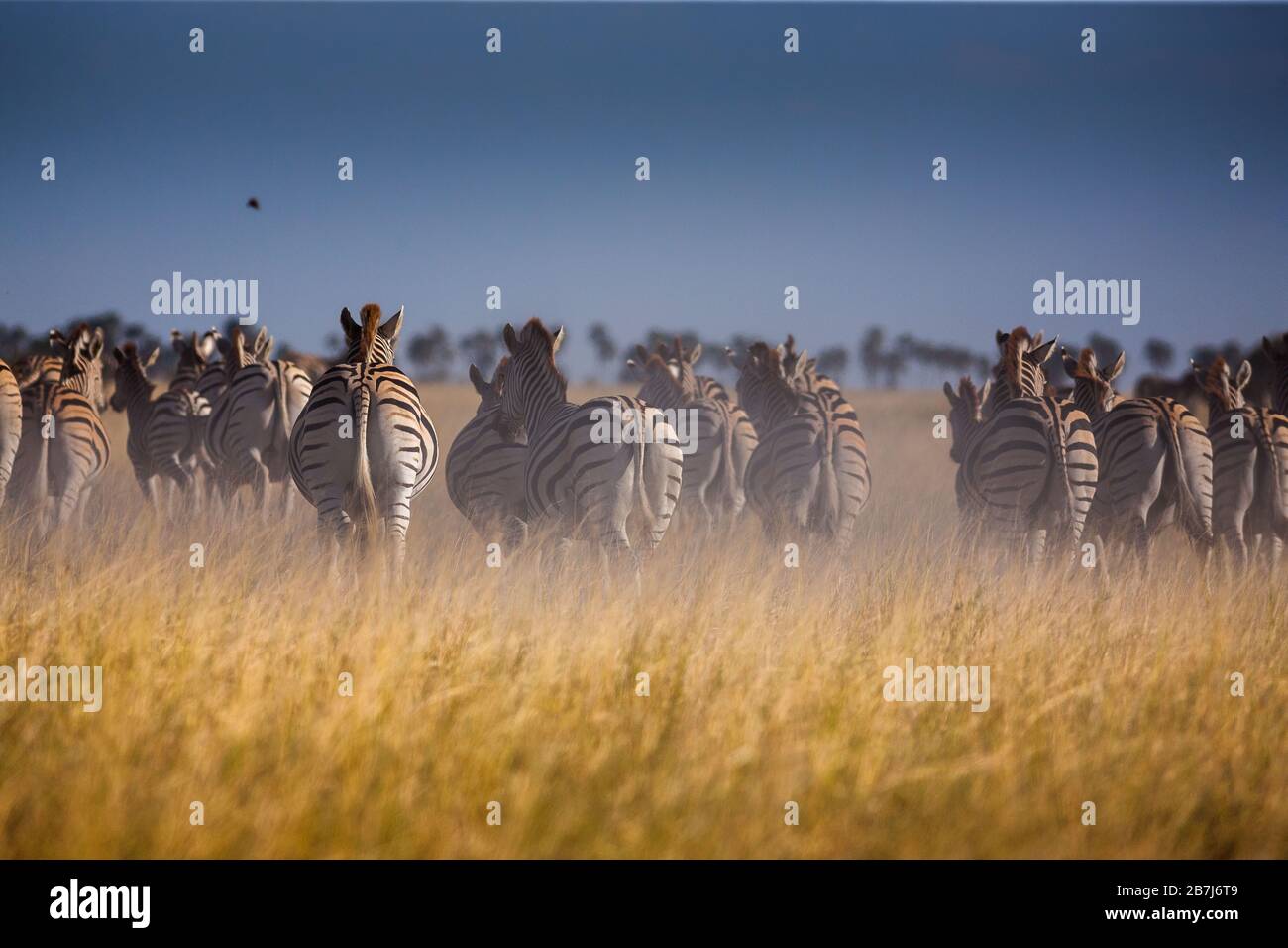 Zebra migration, makgadikgadi hi-res stock photography and images - Alamy