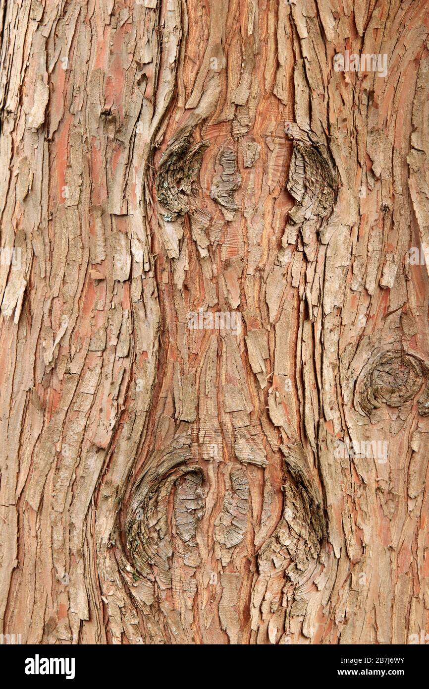 Tree bark with pattern resembling a face Stock Photo - Alamy